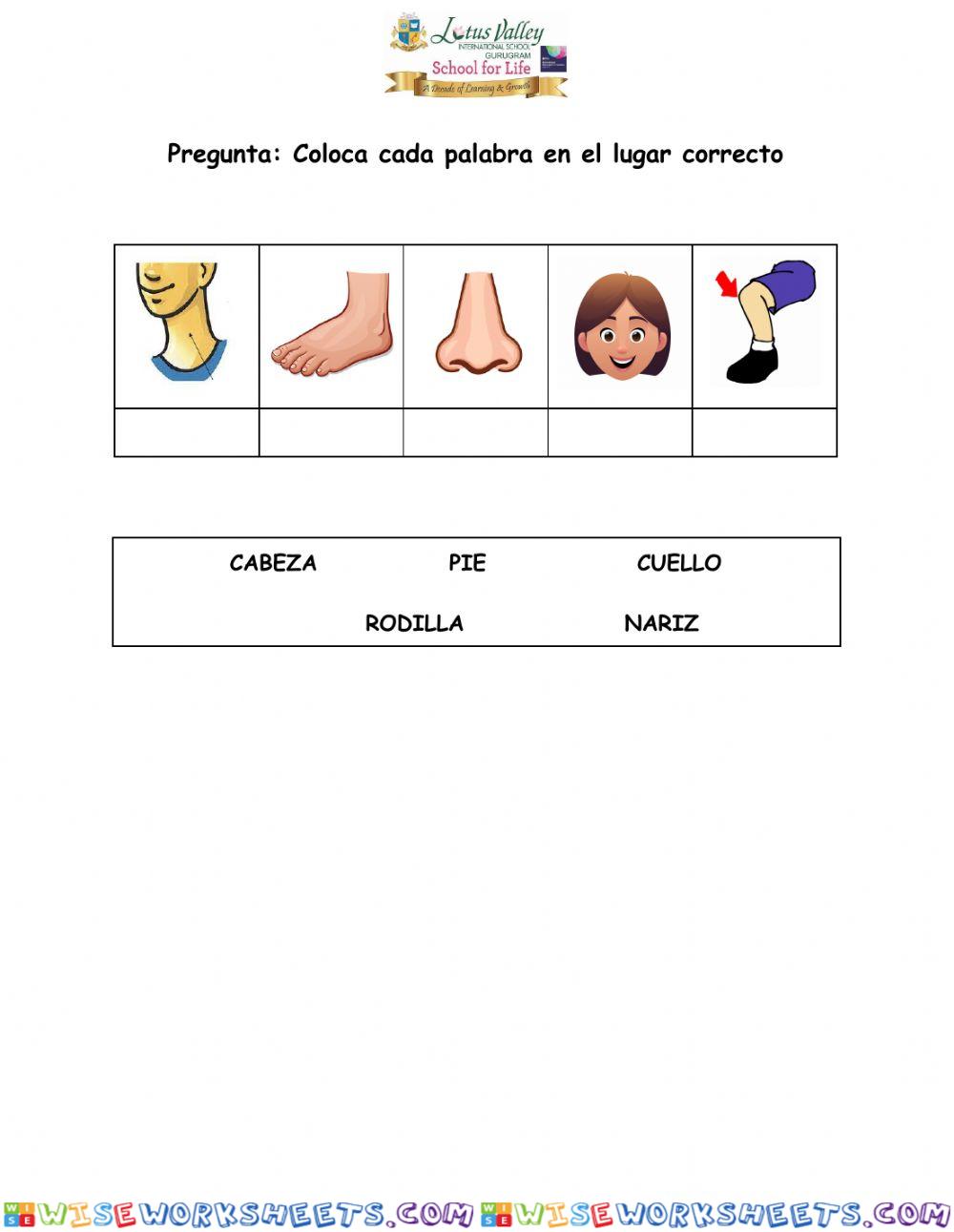 Las partes del cuerpo Worksheet Online WiseWorksheets